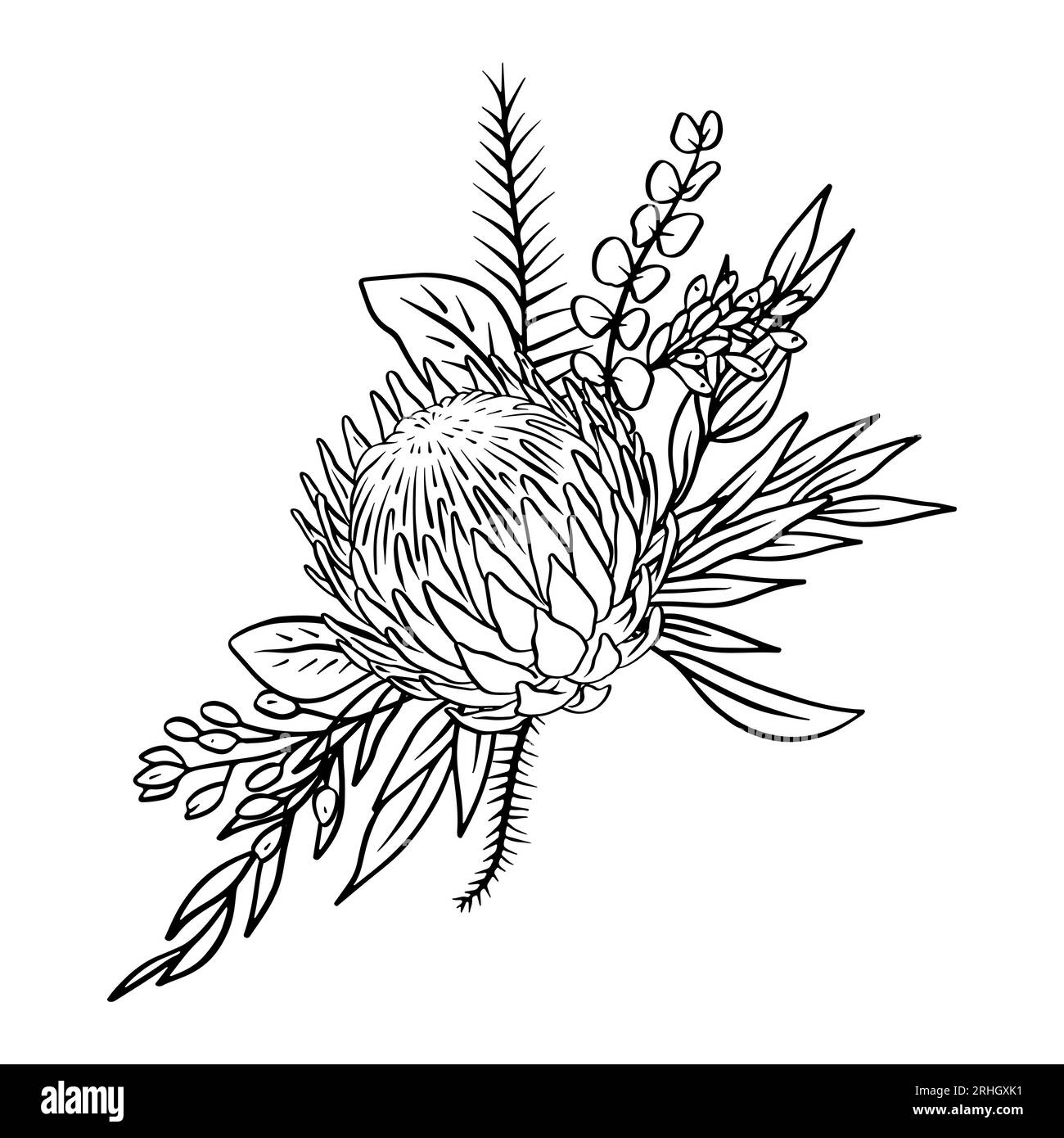 Monochrome tropical protea flowers and leaves bouquet Stock Vector ...