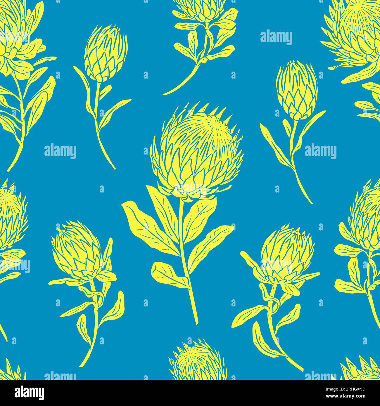 Protea flowers blue background Stock Vector Images - Alamy