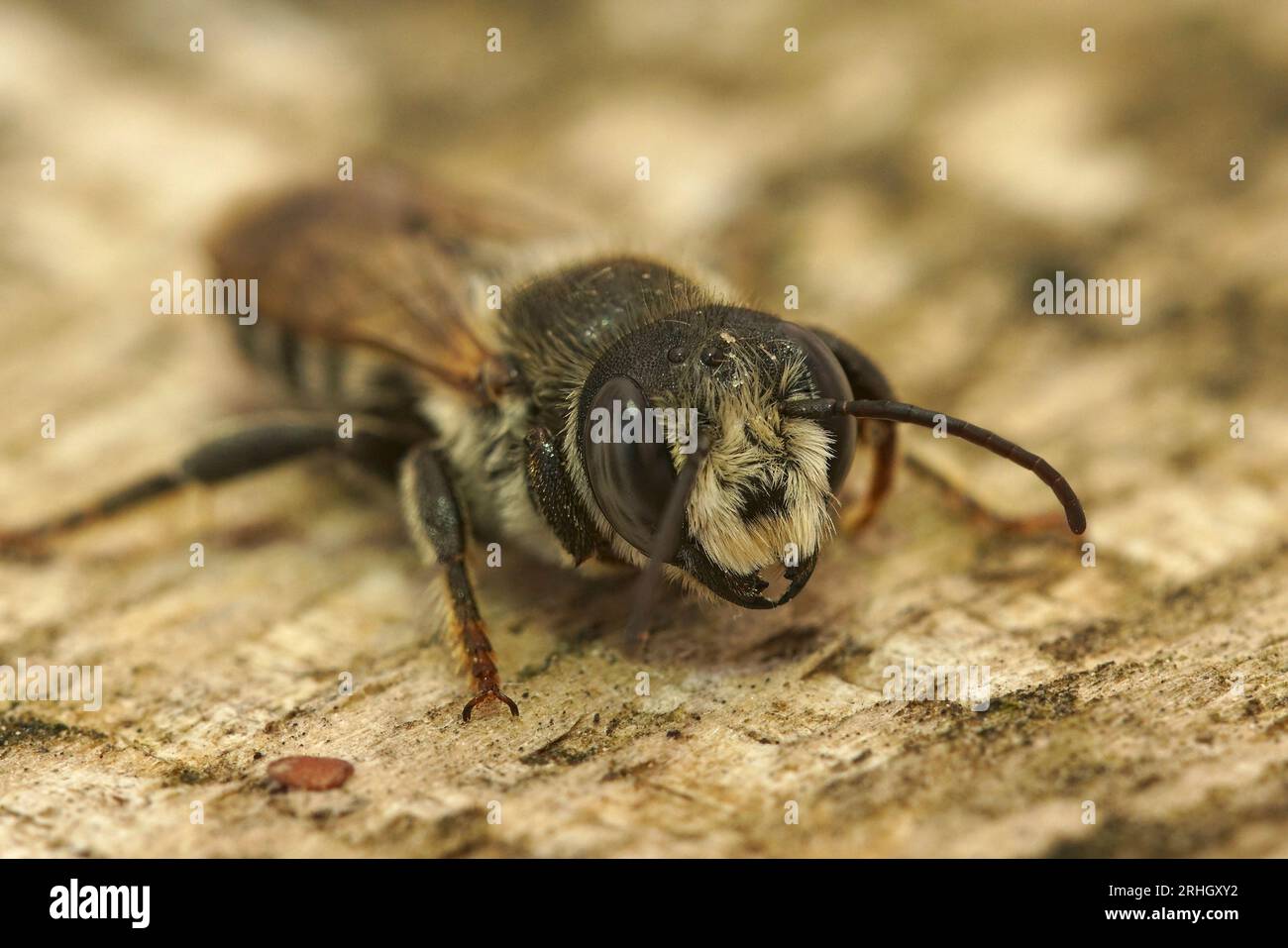 Leafcutter bee isolated white hi-res stock photography and images - Alamy