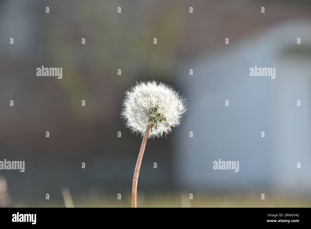 Pollens hi-res stock photography and images - Alamy