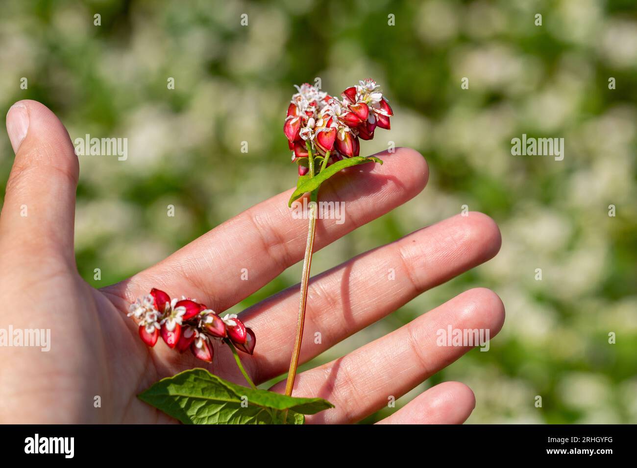 Buckwheat macro with red flowers. Fagopyrum esculentum Stock Photo - Alamy