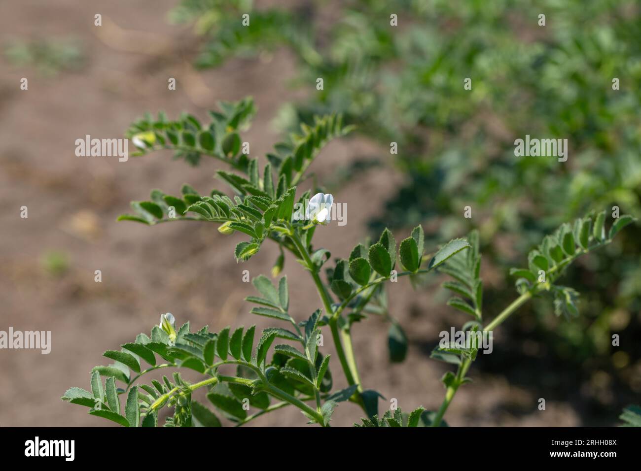 Chickpeas growing in an organic garden hi-res stock photography and ...