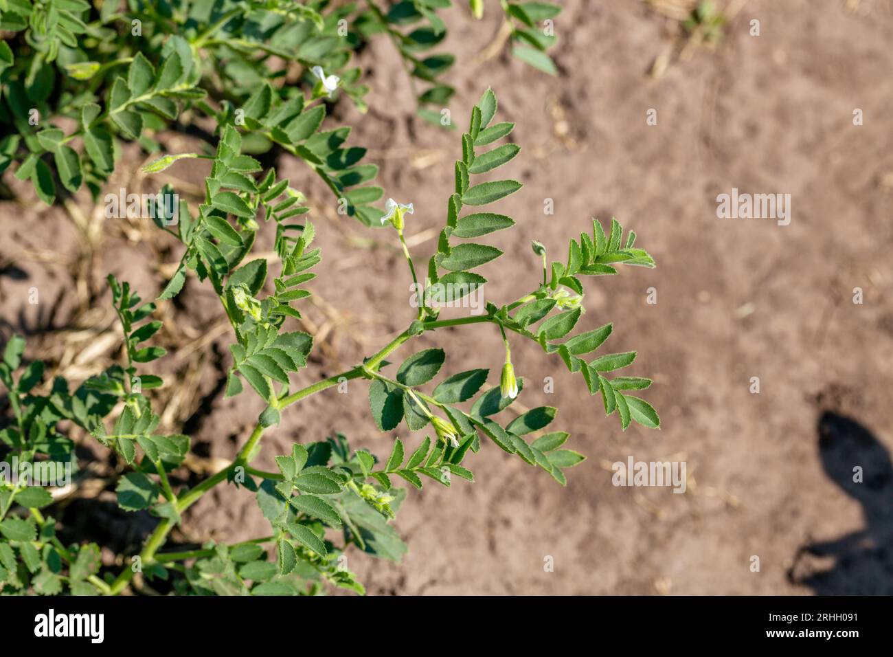 Chickpeas in garden with leaves. Chickpeas plant growing Stock Photo ...
