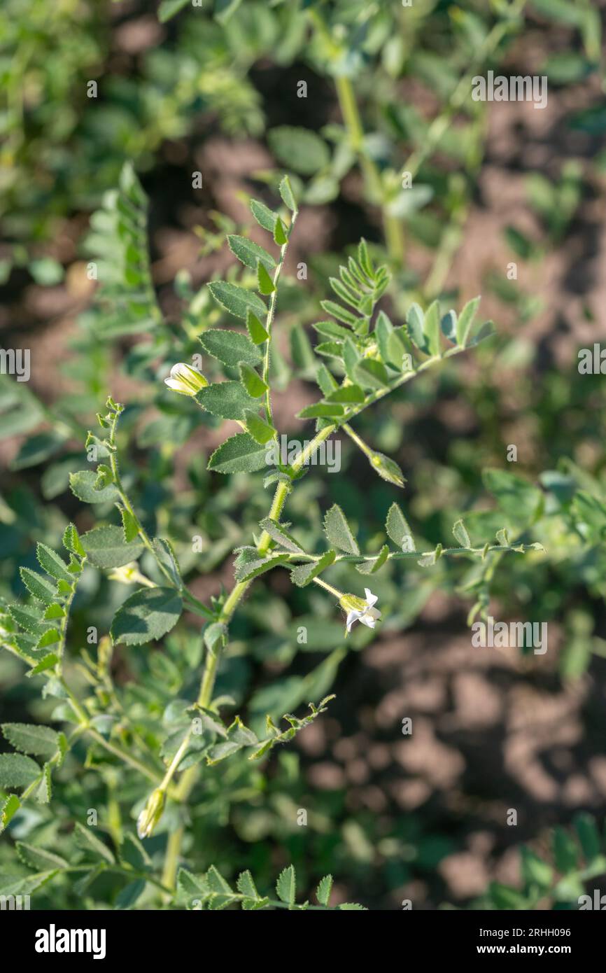 Chickpeas growing in an organic garden hi-res stock photography and ...