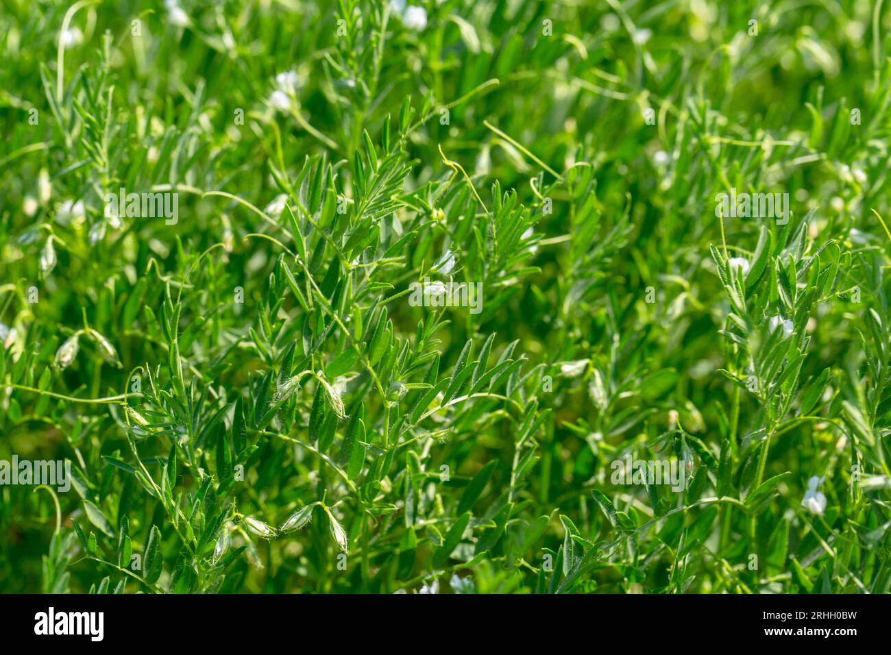 Close-up of lentil plant with white flowers. Lentil field. Detail of ...