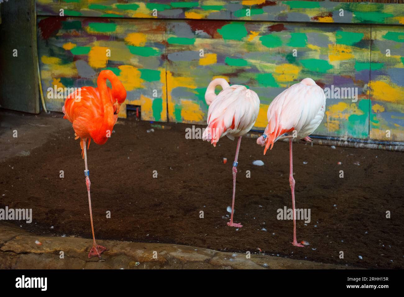 Pink Flamingo at Riga National Zoological Garden, Zoo Mezaparks Riga ...