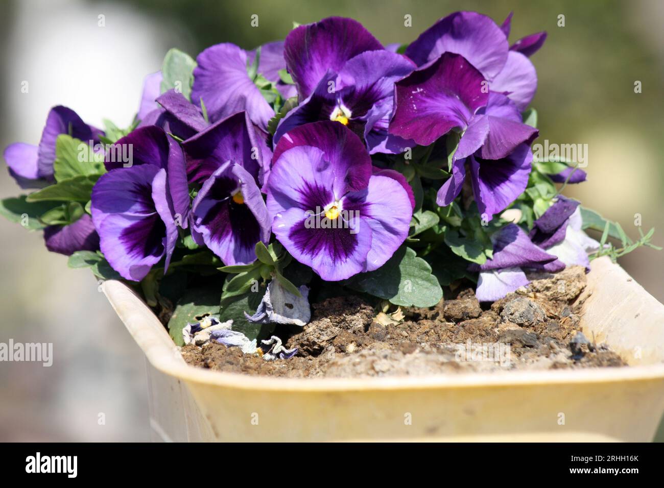 Blue with blotch pansy hi-res stock photography and images - Alamy