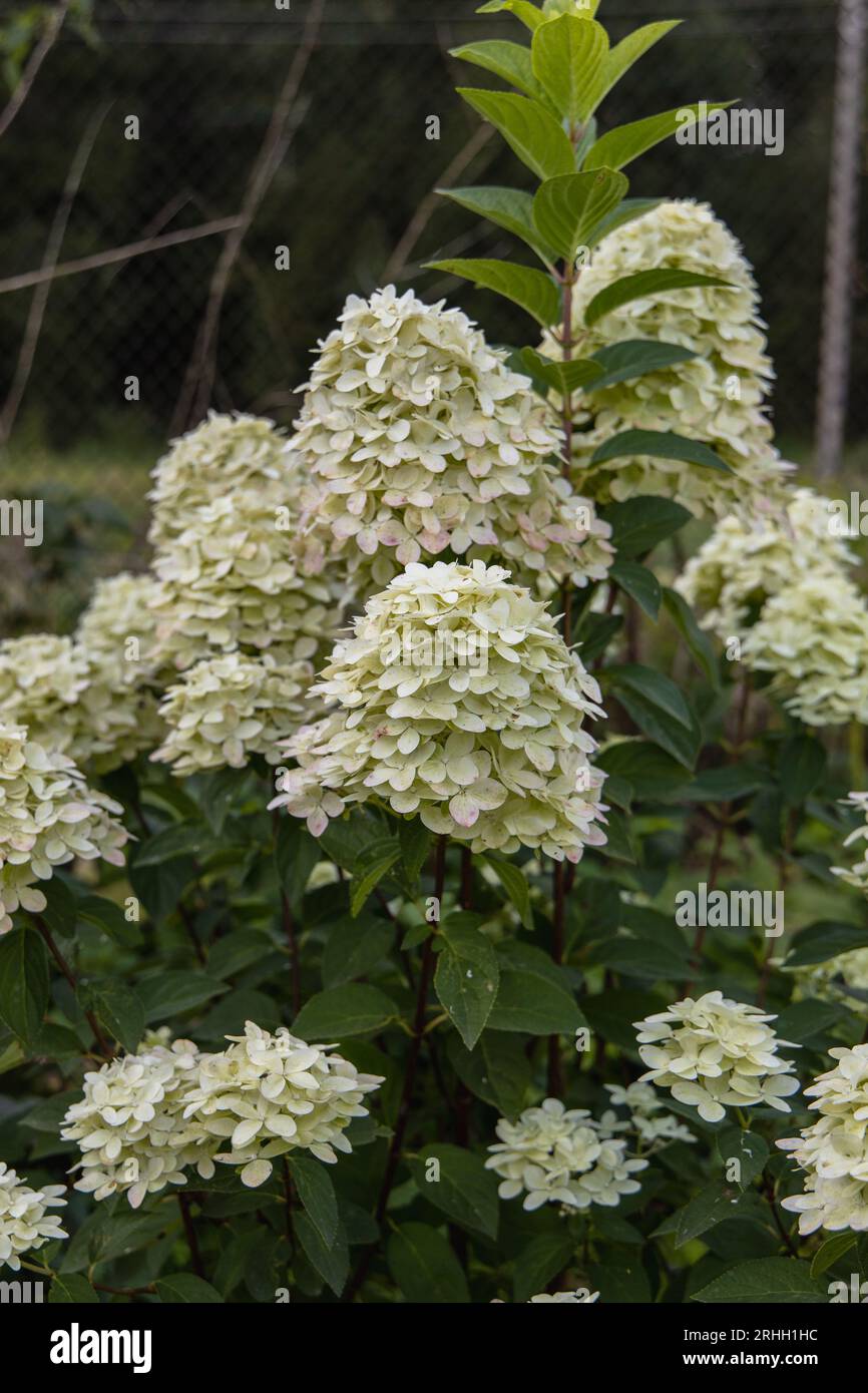 Hydrangea paniculata sort Magical Candle hydrangea with white flowers ...