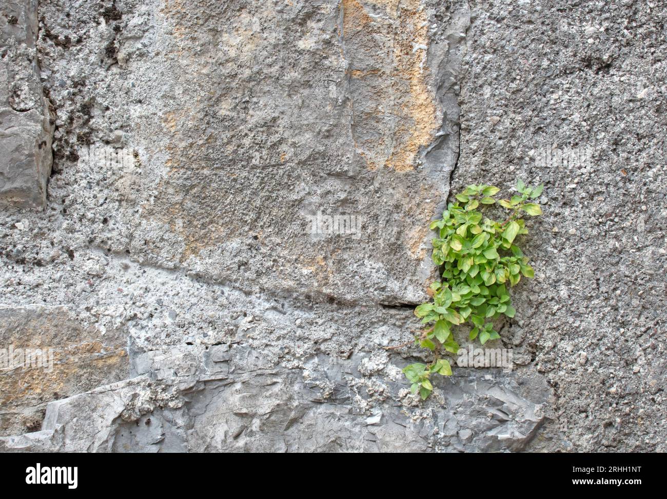 Fresh plant growing on old wall with textured surface and copy space ...
