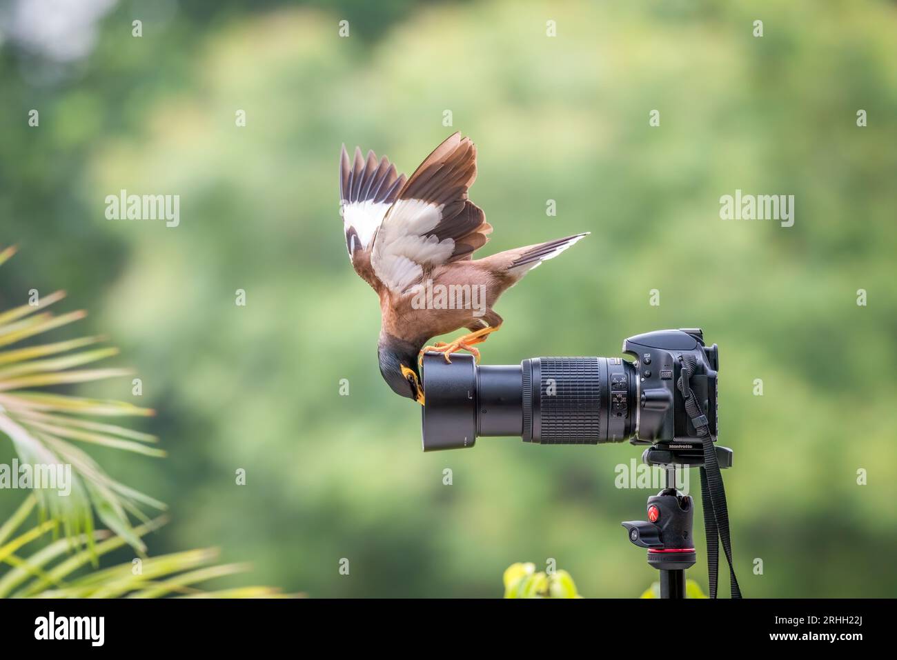 The curious bird is excited at the sight of a camera. Chandigarh, India ...
