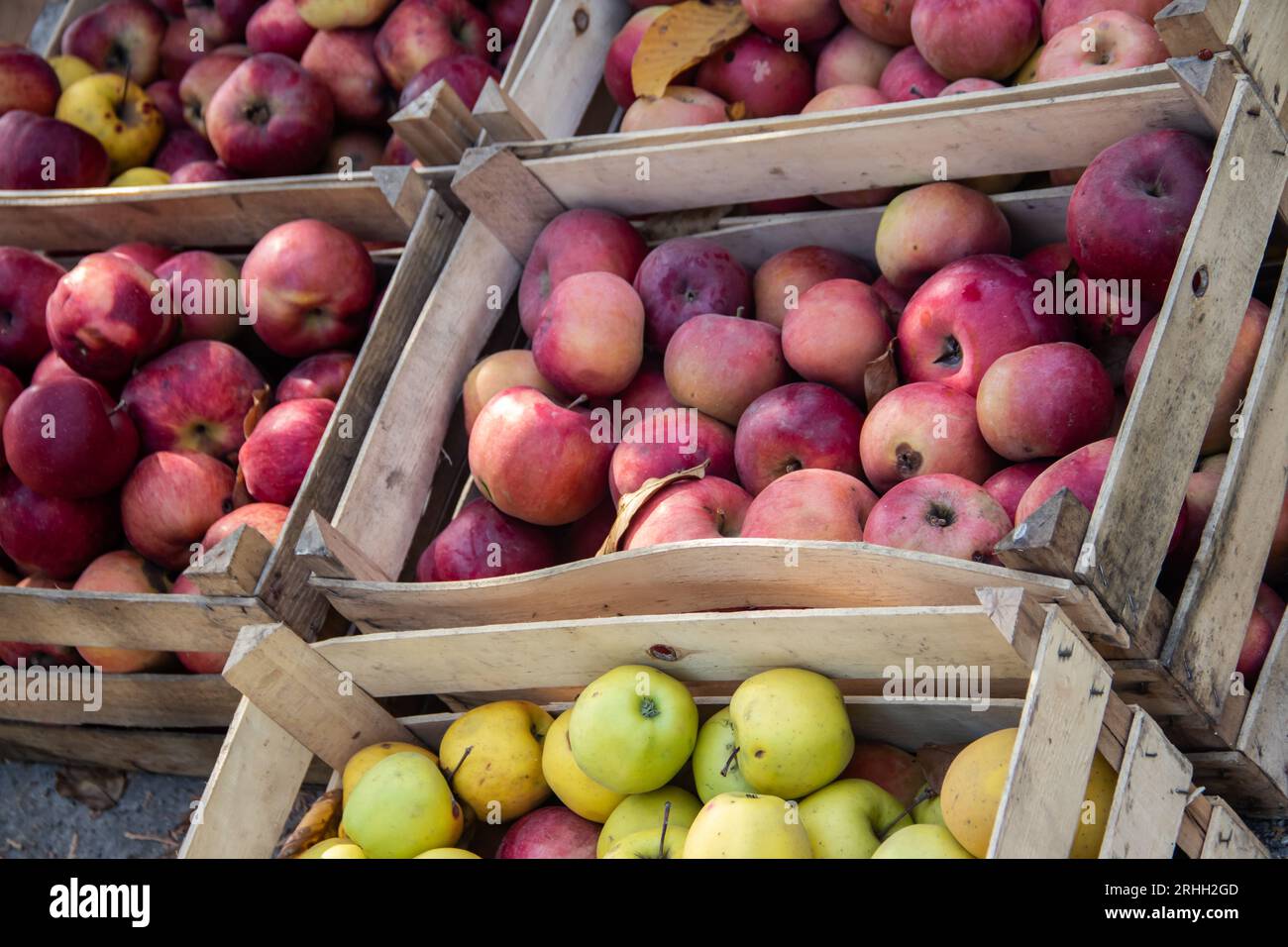 Green and red apples, freshly harvested from organic farm in country ...