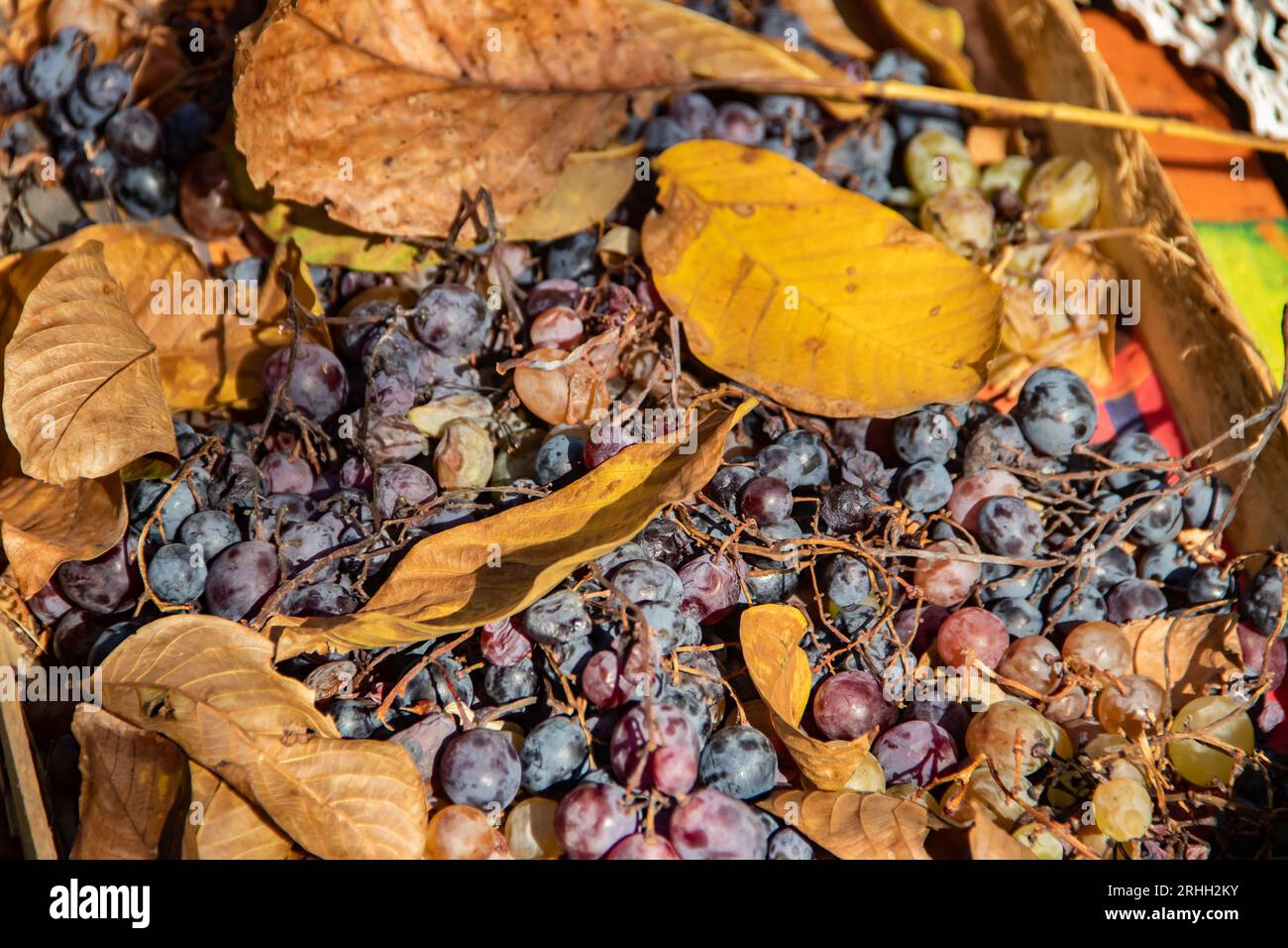 Freshly harvested grapes in wooden crate at organic farm in country ...