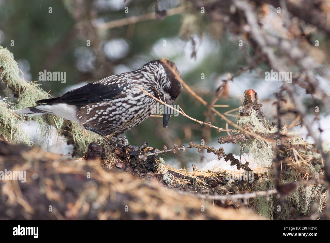 Ruffed grouse standing hi-res stock photography and images - Alamy