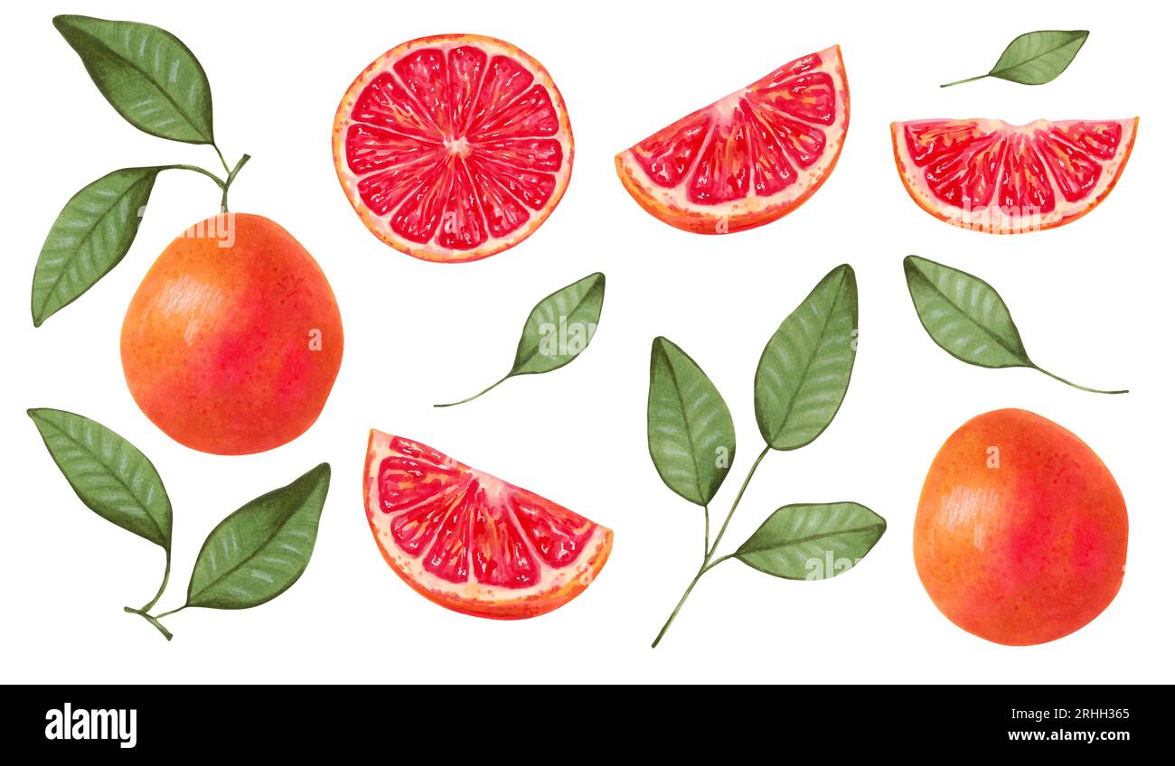 Grapefruit set clipart.Whole with different slices and leaves natural ...