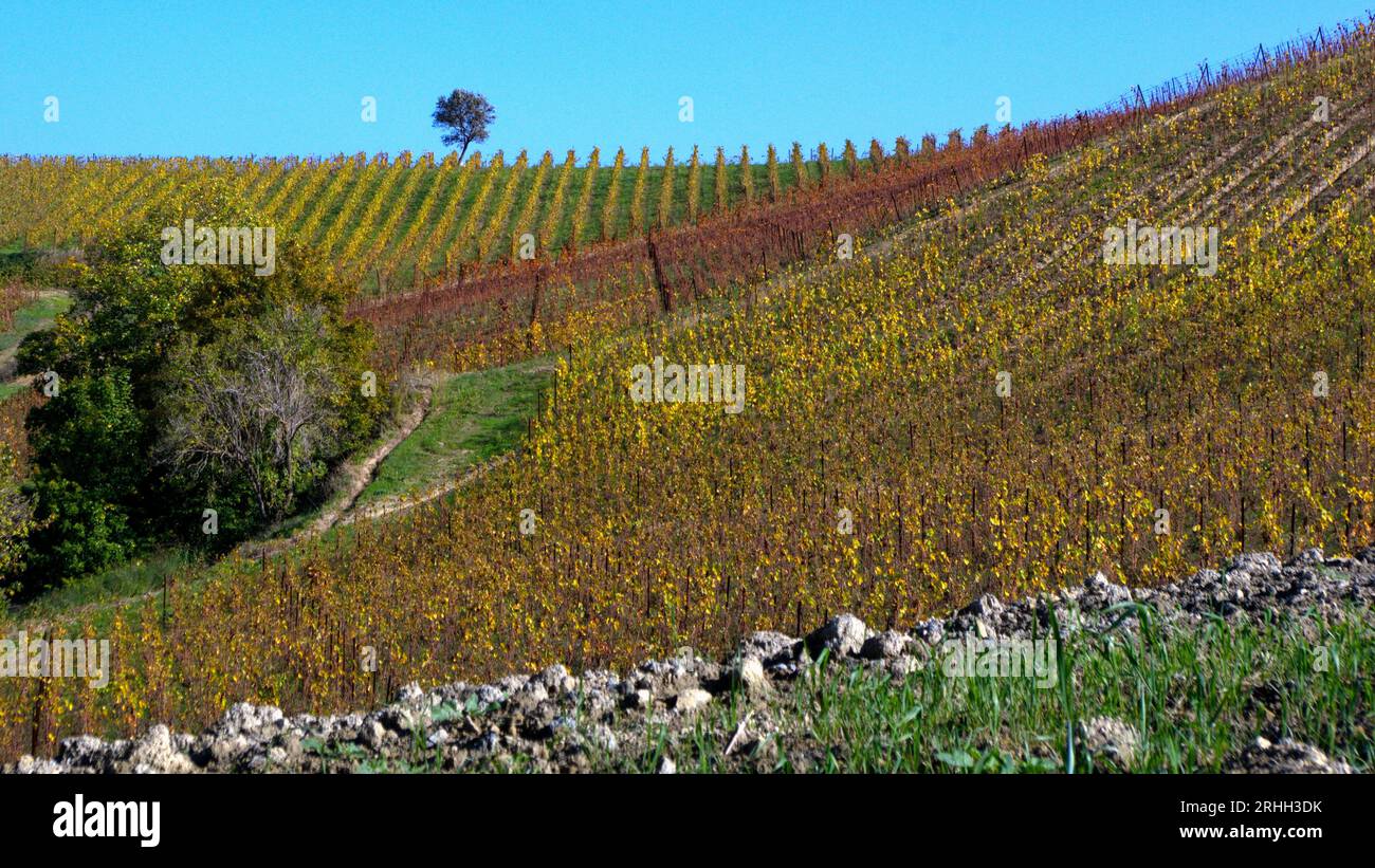 Foglie di vigna hi-res stock photography and images - Alamy