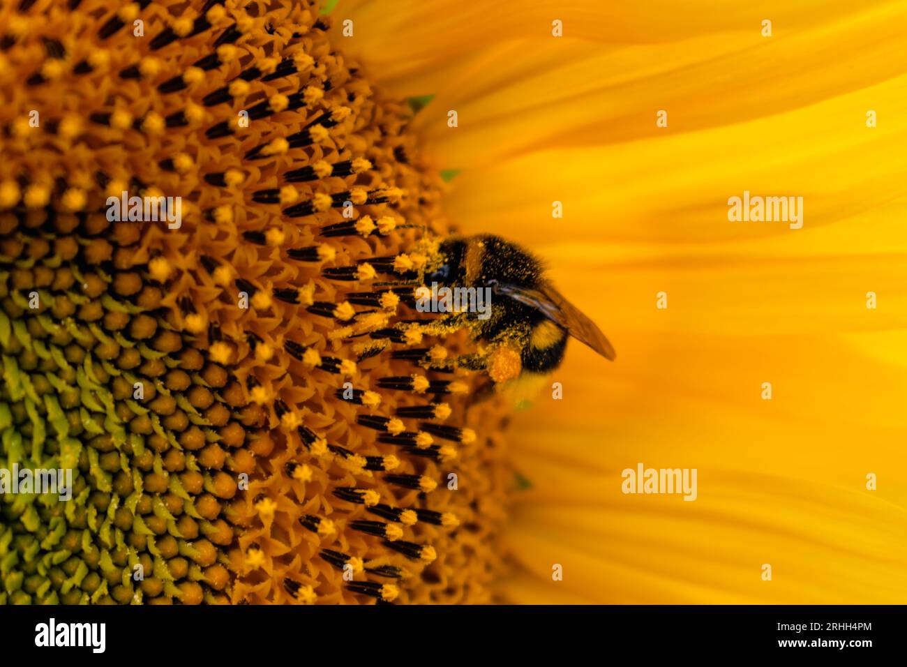 Bumblebee collecting pollen on sunflower, bombus, helianthus annuus ...