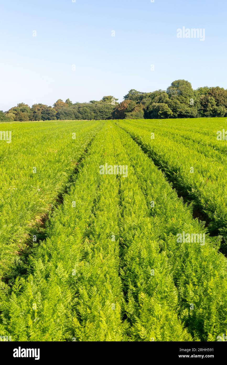 Field of carrots growing in field Shottisham, Suffolk, England, UK ...