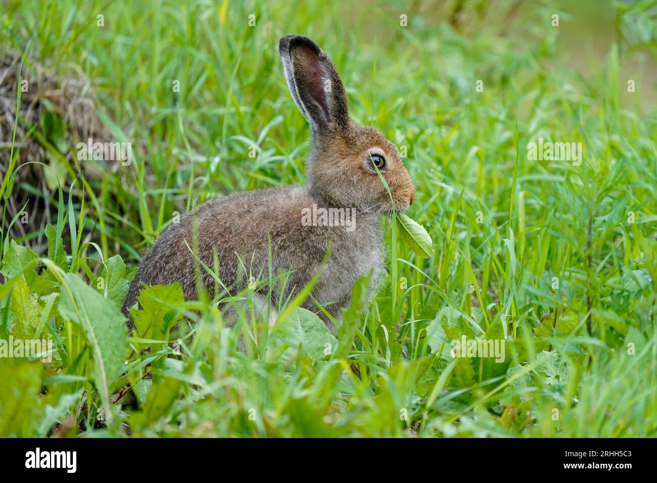 Oslo 20230708.A hare eating leaves in Asker municipality. Photo: Terje ...