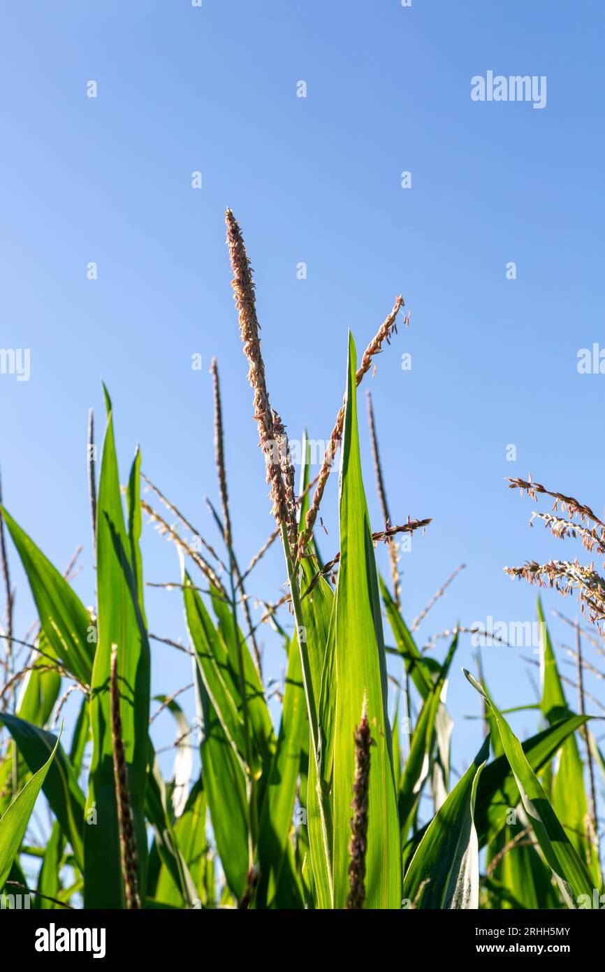 Side view of sweetcorn maize plant seed head against blue sky, Suffolk ...
