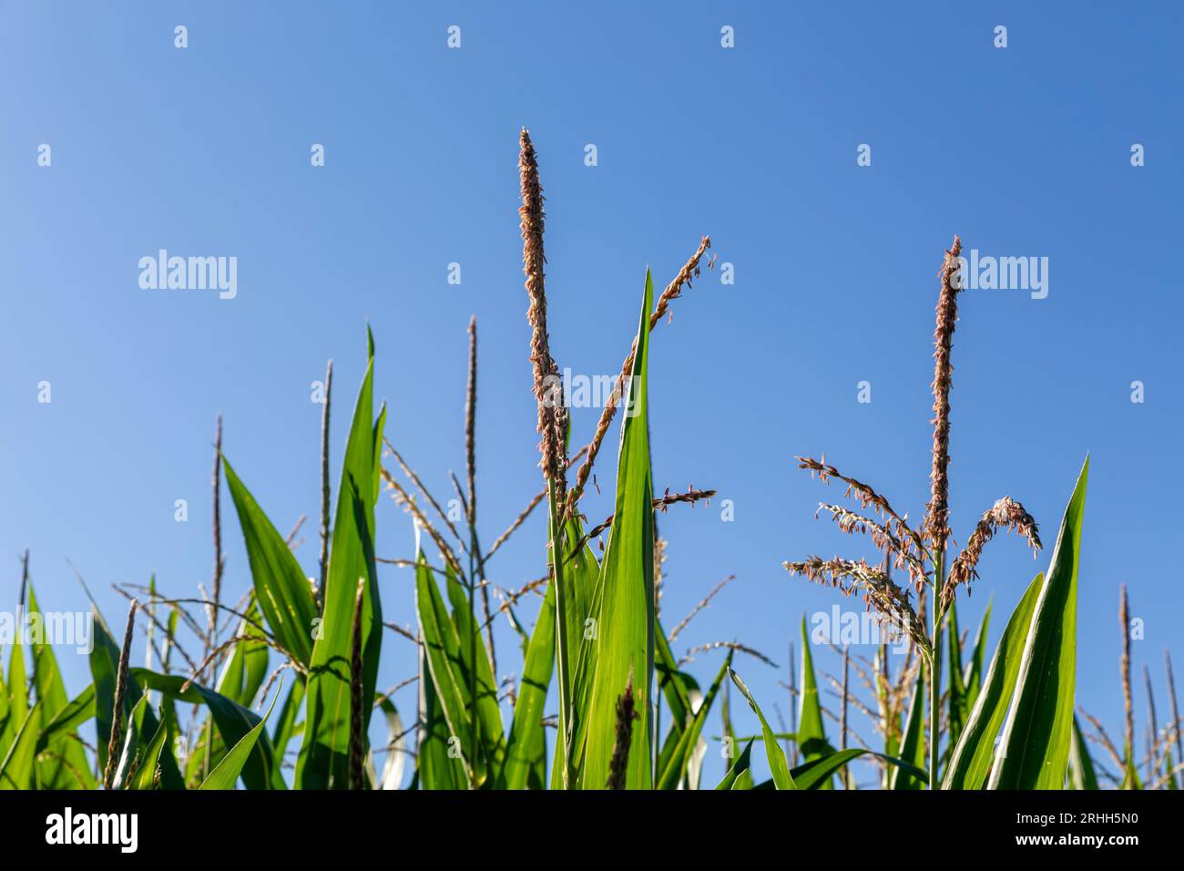 Side view of sweetcorn maize plant seed head against blue sky, Suffolk ...