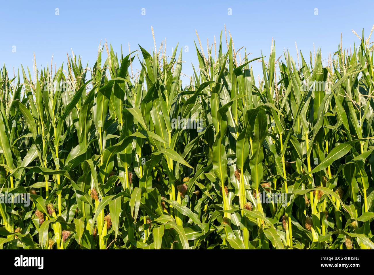 Side view of sweetcorn maize crop against blue sky, Suffolk, England ...