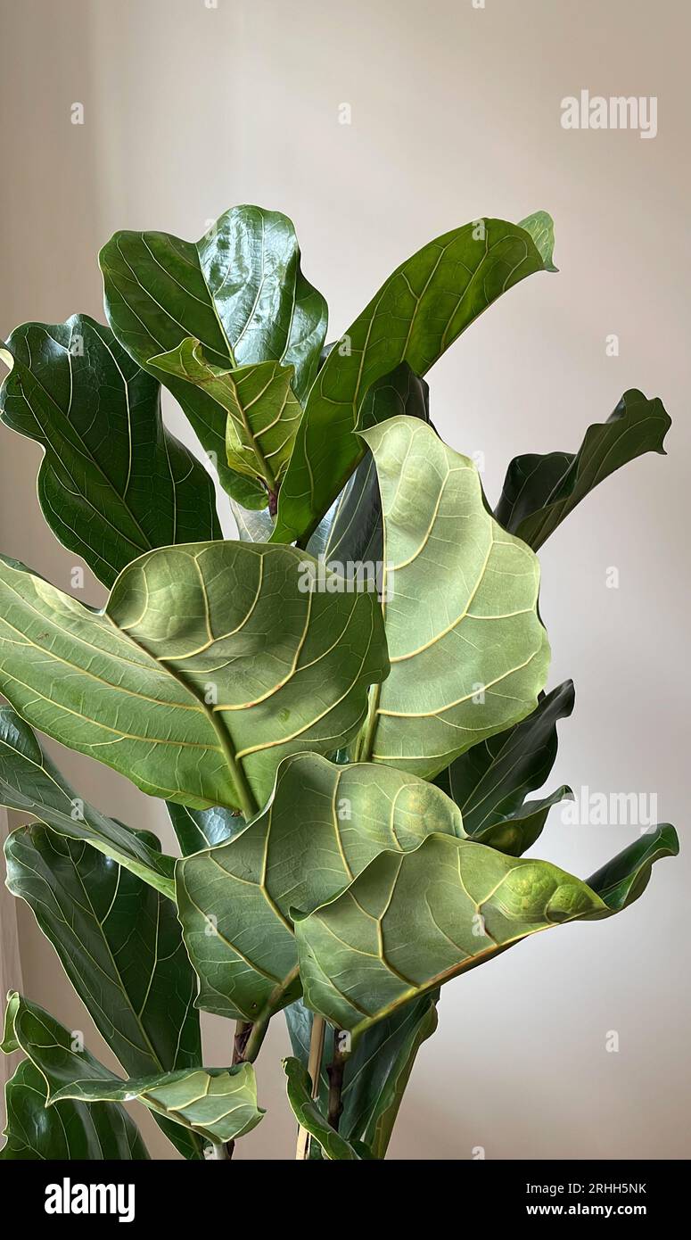 Ficus lyrata close-up. Fiddle leaf tree leaves on white background ...