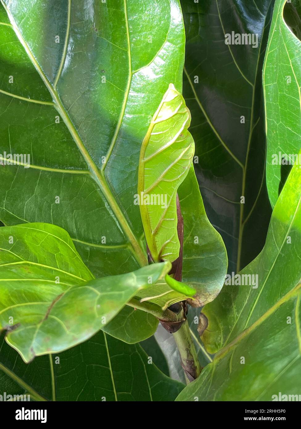 Ficus lyrata close-up. Fiddle leaf tree leaves. Fresh new green gem ...