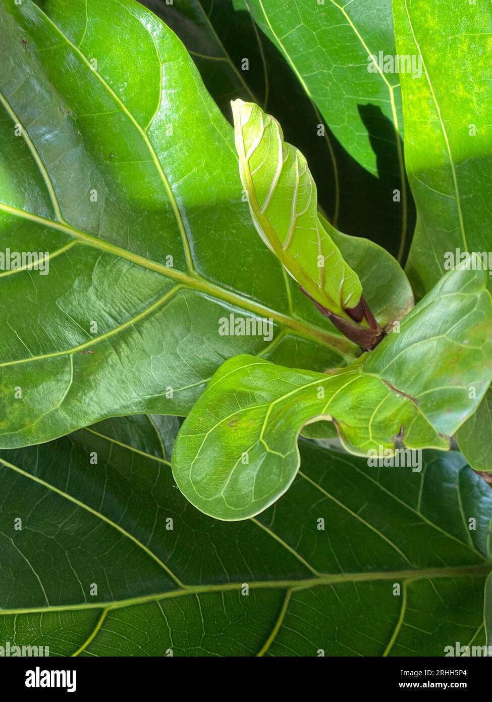 Ficus lyrata close-up. Fiddle leaf tree leaves. Fresh new green gem ...