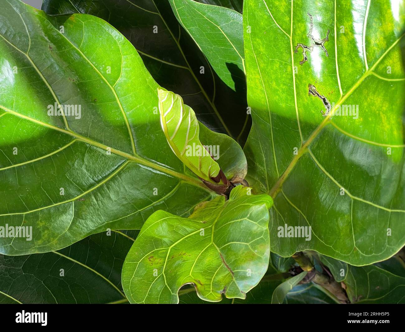 Ficus tree growing new leaves hi-res stock photography and images - Alamy