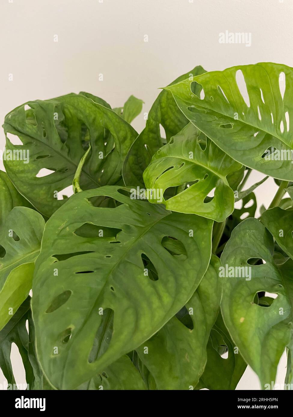 Monstera monkey mask plant, Monstera adansonii close up on white ...