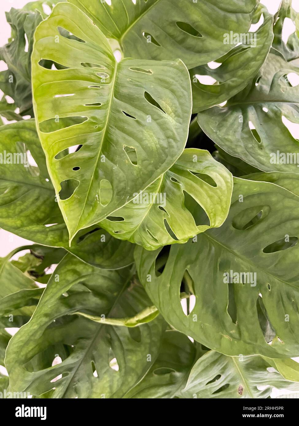 Monstera monkey mask plant, Monstera adansonii close up on white ...