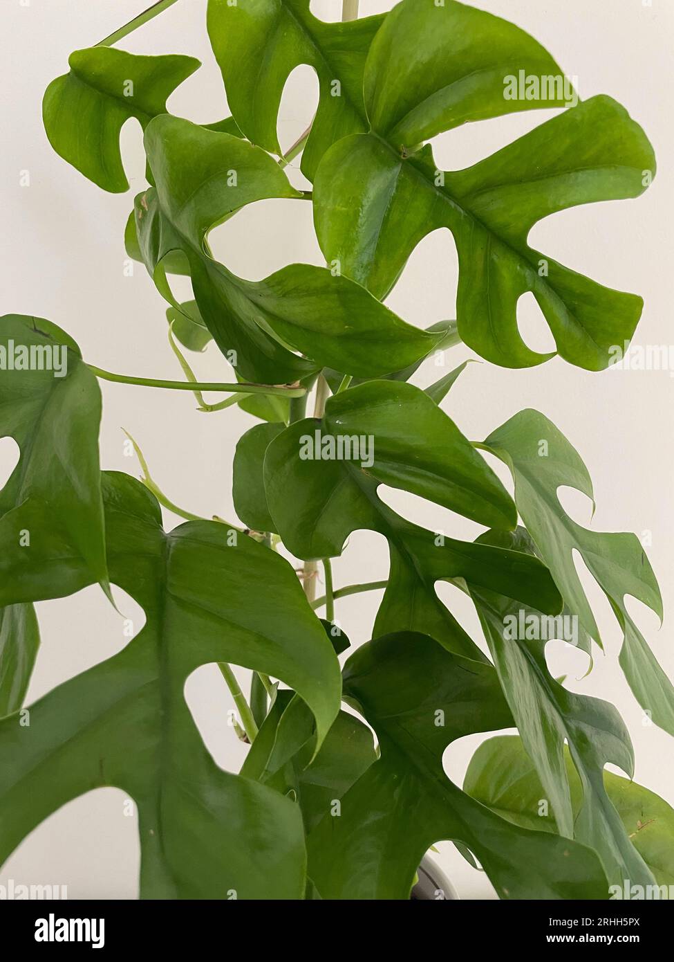Rhaphidophora tetrasperma , Monstera Minima, Philodendron Minima on ...