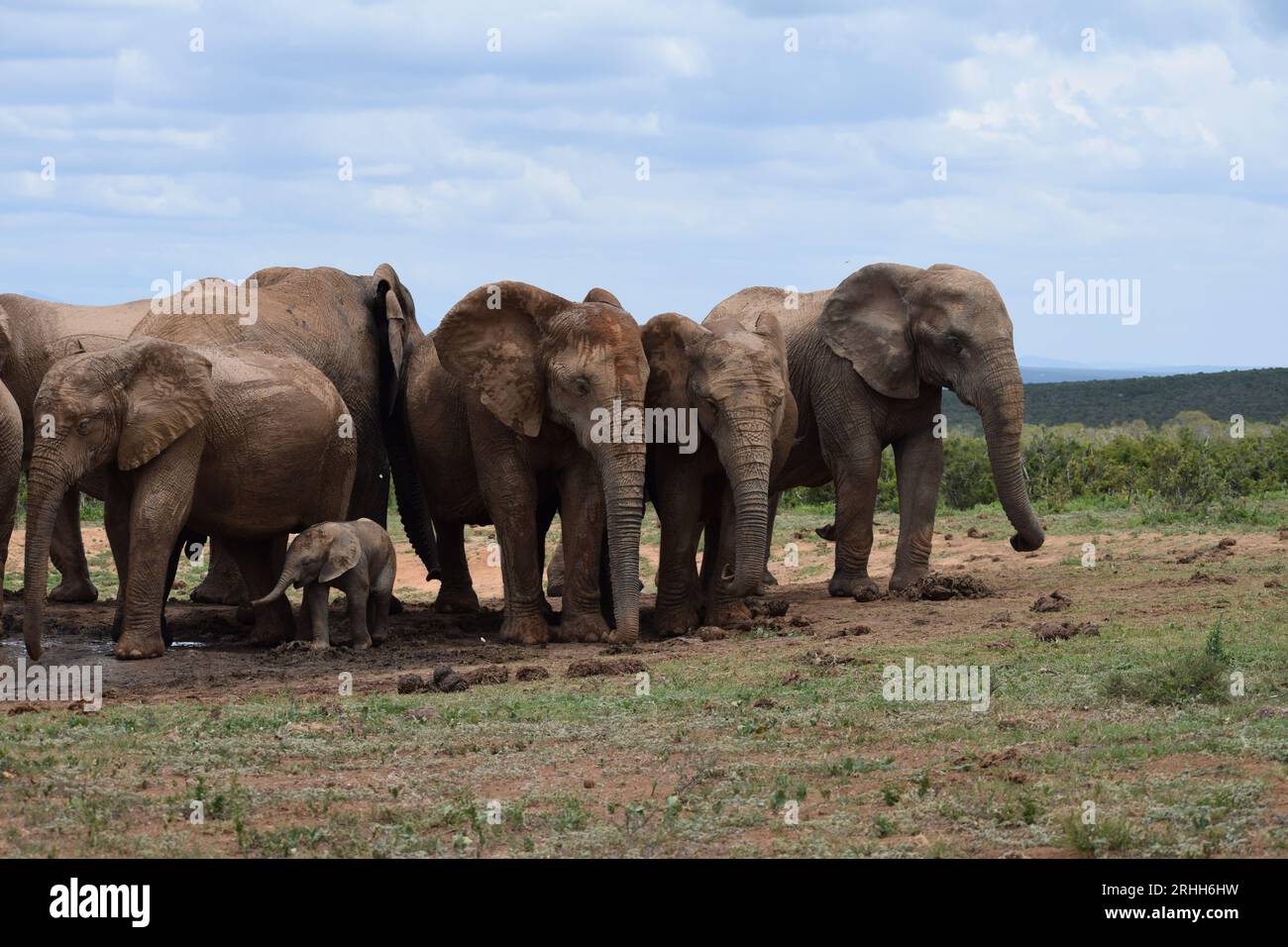 Elephants in their natural habitat. Interacting of families ...
