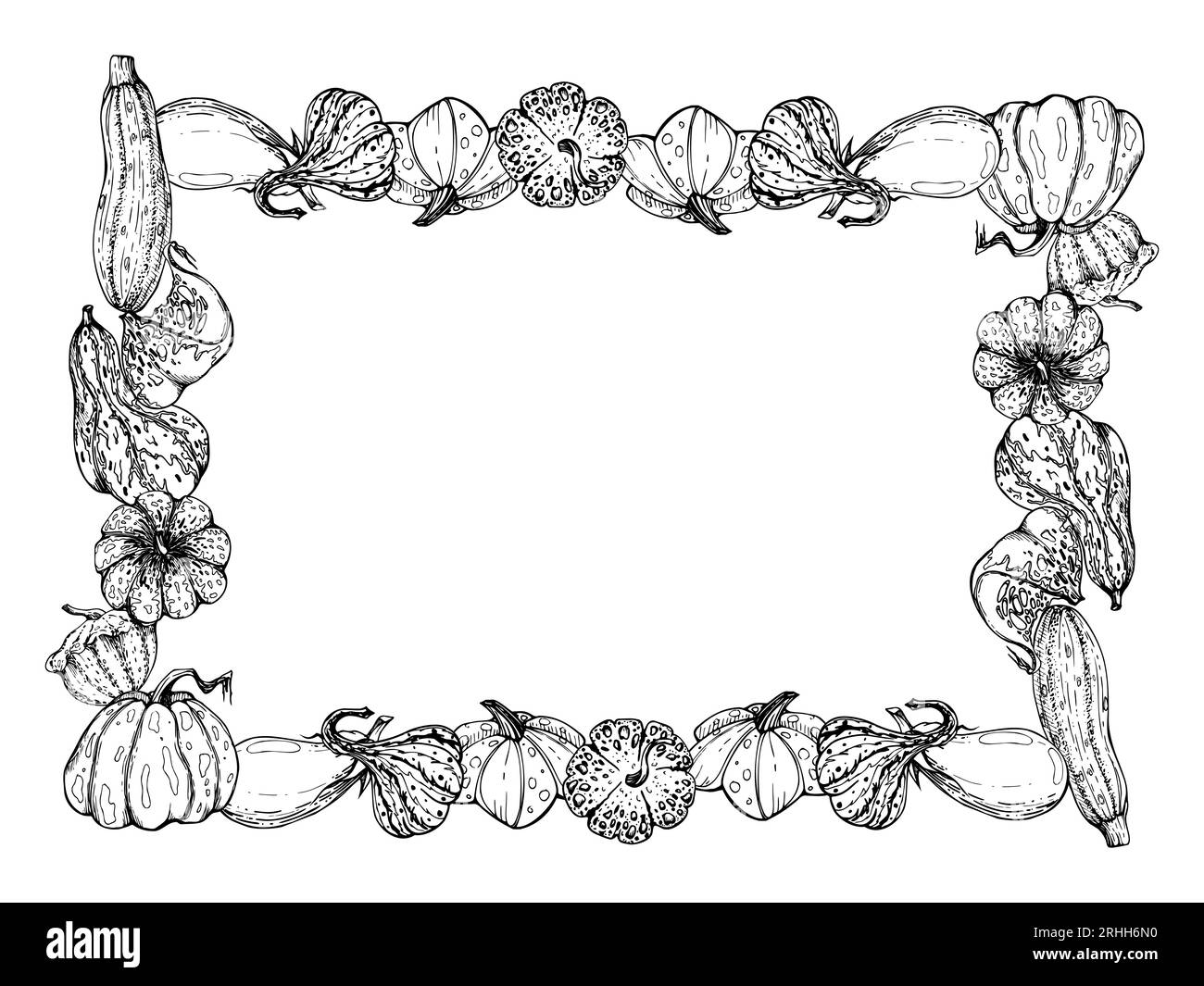 Hand drawn ink vector pumpkin gourd squash. Sketch illustration art for ...