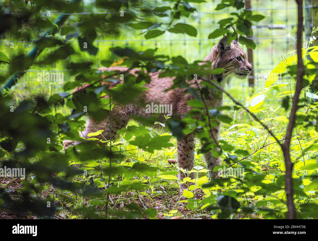 17 August 2023, Mecklenburg-Western Pomerania, Güstrow: One of the two ...