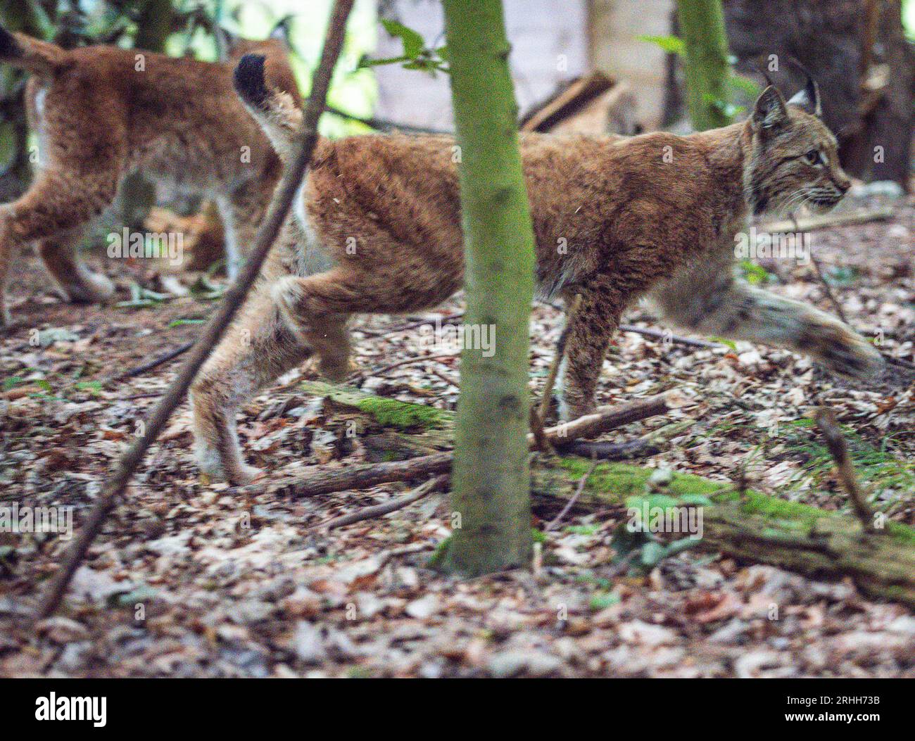 17 August 2023, Mecklenburg-Western Pomerania, Güstrow: Two new lynxes ...