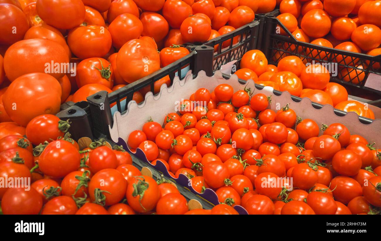 Showcase with red tomatoes. Many of different tomatoes sorts and sizes ...