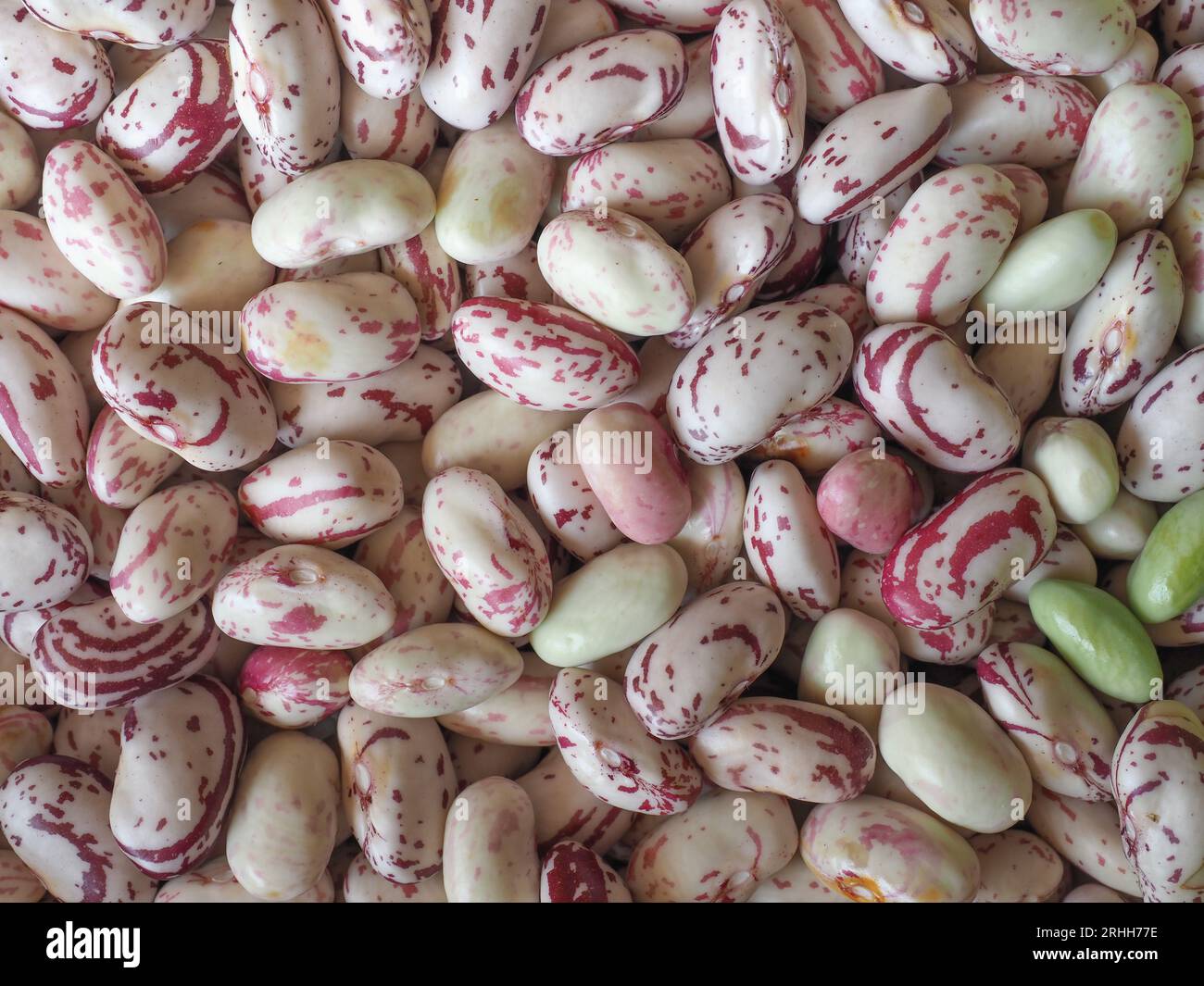 crimson beans, variety of common bean useful as a background Stock ...