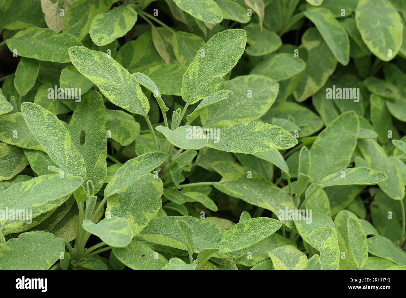 Closeup of the multicoloured green yellow and grey variegated leaves of ...