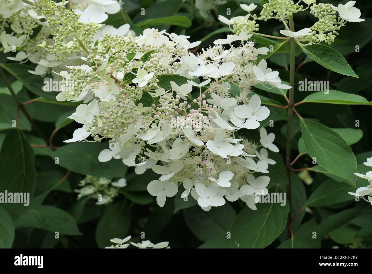 Closeup of the white conical flower head of the summer flowering garden ...