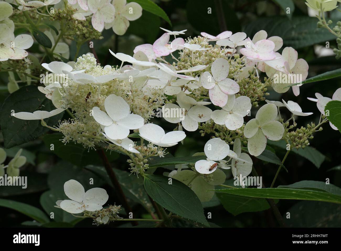 Closeup of the white turning pink conical flower head of the summer ...