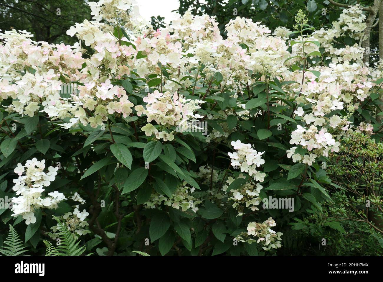 Hydrangea paniculata early sensation bulk hi-res stock photography and ...