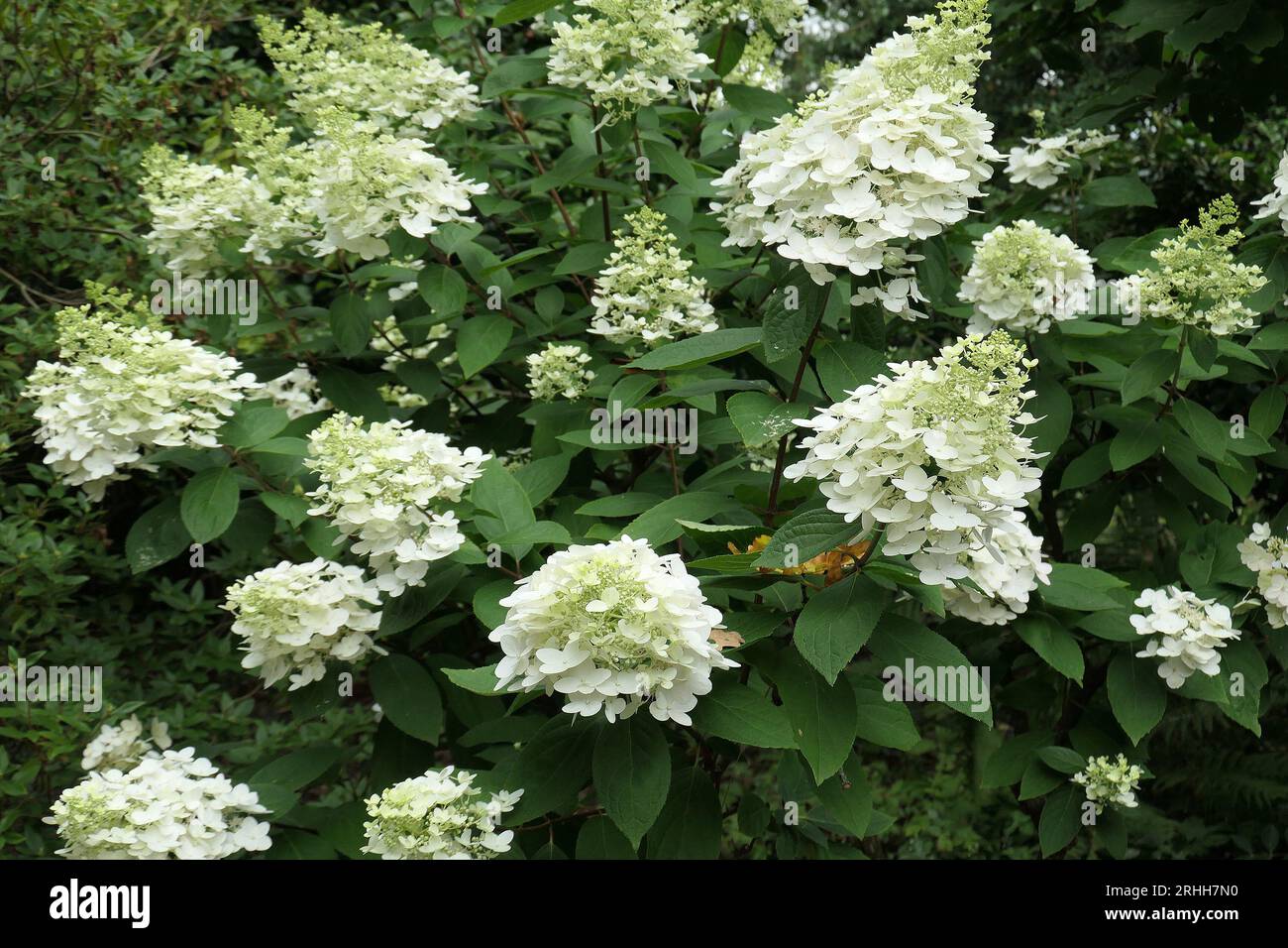 Closeup of the conical white flower heads of the summer flowering ...