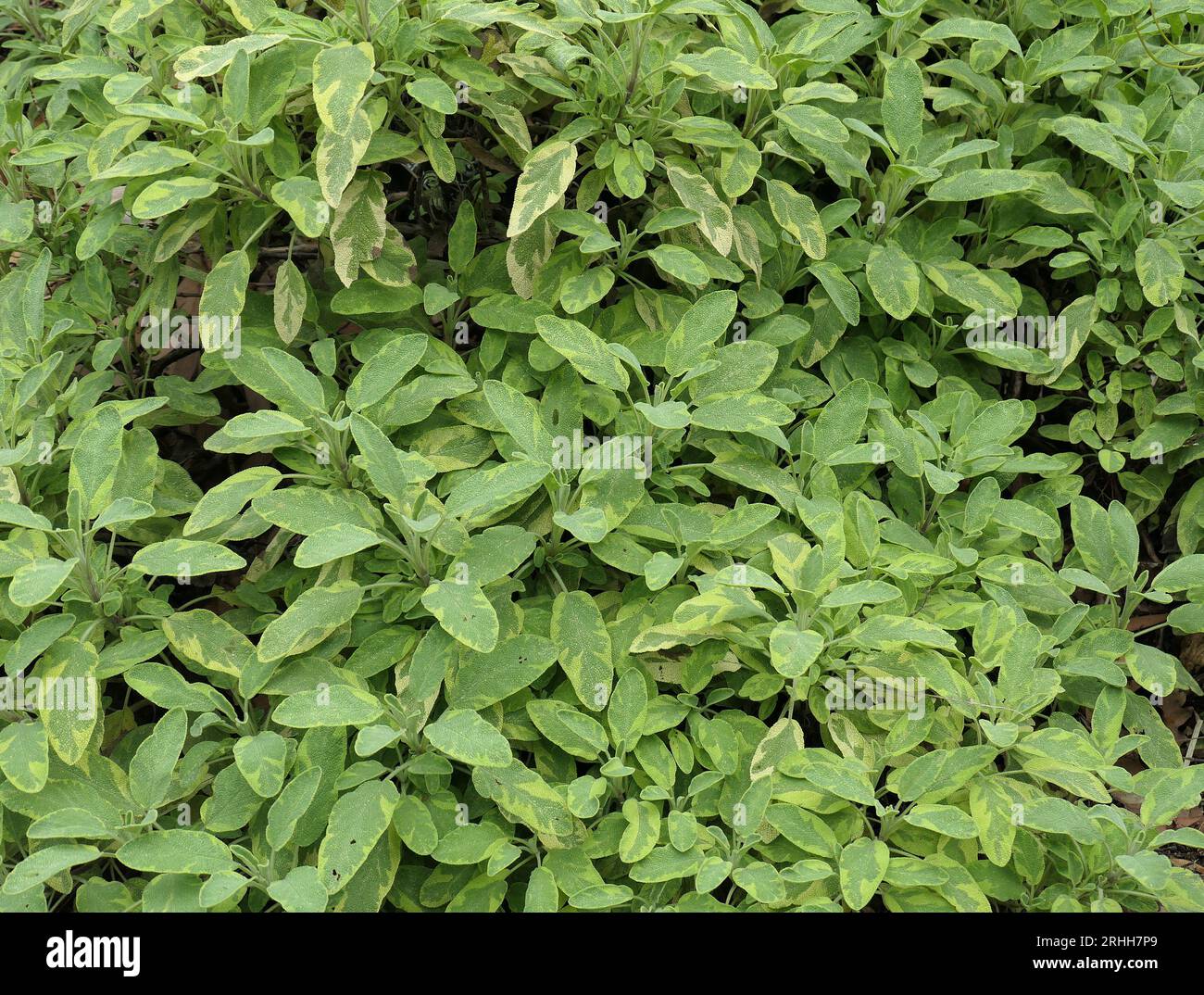 Closeup of the multicoloured green yellow and grey variegated leaves of ...