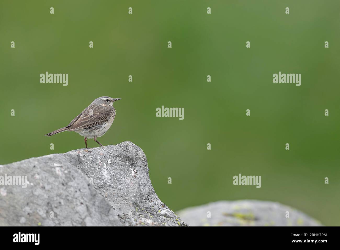 Young water pipit on the rock (Anthus spinoletta Stock Photo - Alamy