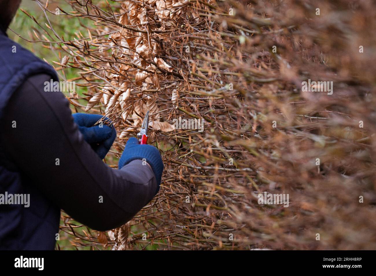 Cleaning the garden in early spring, cutting the hedge, which is still ...