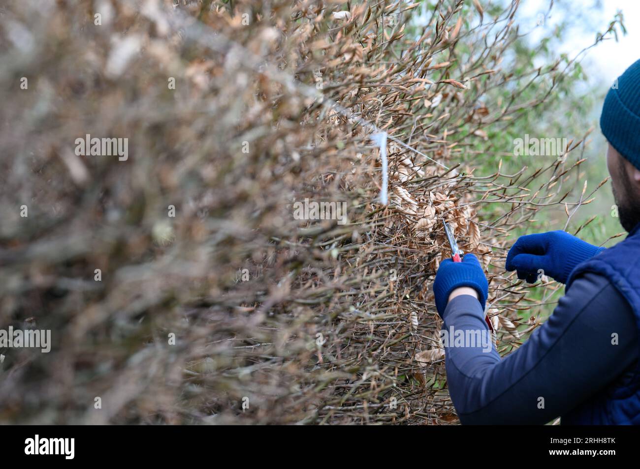 Cleaning the garden in early spring, cutting the hedge, which is still ...