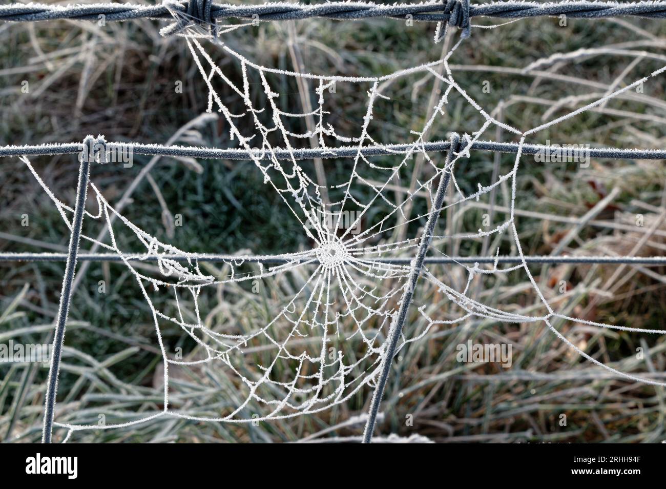 Frost on spider web hi-res stock photography and images - Alamy