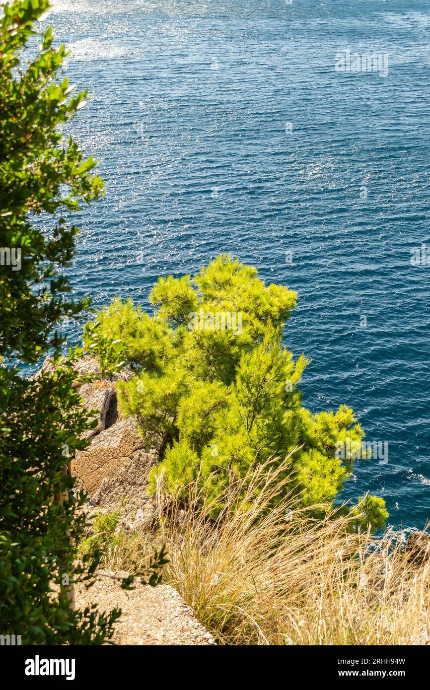 Sunlit cliffs, covered with branches of evergreen trees, in Petrovac na ...