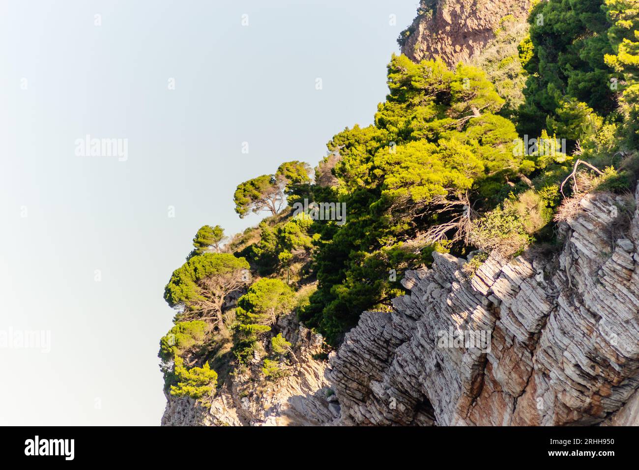 Sunlit cliffs, covered with branches of evergreen trees, in Petrovac na ...